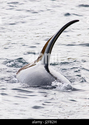 Orca's in the North Sea. Seldomly photographed in the North Sea. Orcas ...