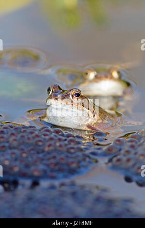 Common frogs (Rana temporaria) mating among frogspawn Stock Photo - Alamy