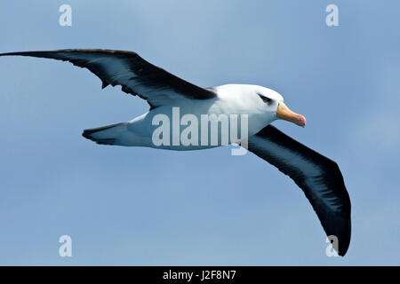 Bird Albatross is flying in the blue sky Stock Photo - Alamy