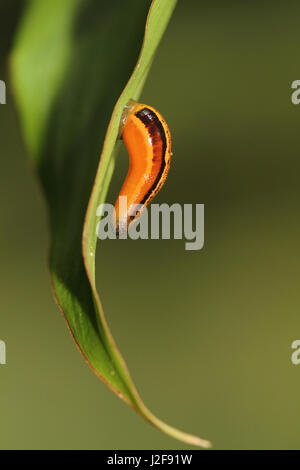 Close-up Tigerleech; Haemadipsa picta Stock Photo - Alamy
