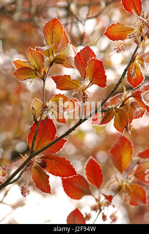Red-leaved beech copper beech (Fagus sylvatica Atropurpurea) Purple ...