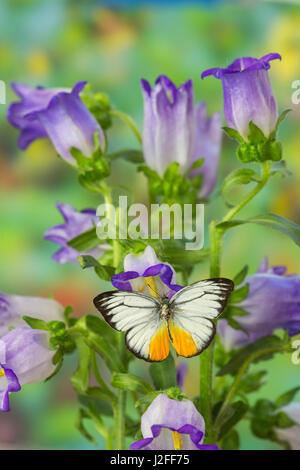 The Orange Gull butterfly, Cepora iudith malaya Stock Photo - Alamy