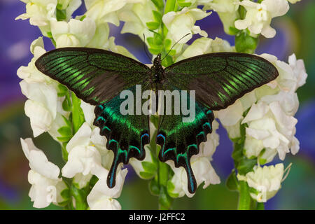 Alpine Black Swallowtail Butterfly, Papilio maackii Stock Photo - Alamy
