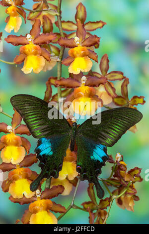 Common Peacock (Papilio polyctor, Papilio bianor, Papilio ganesa Stock ...