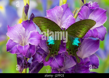 Common Peacock (Papilio polyctor, Papilio bianor, Papilio ganesa Stock ...