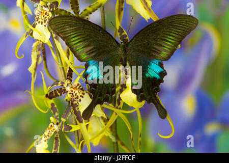 Common Peacock (Papilio polyctor, Papilio bianor, Papilio ganesa Stock ...