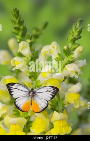 Orange Gull butterfly, Cepora iudith Malaya Stock Photo - Alamy