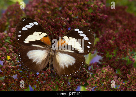 Trajan's Forest Queen Butterfly, Euxanthe trajanus Stock Photo - Alamy