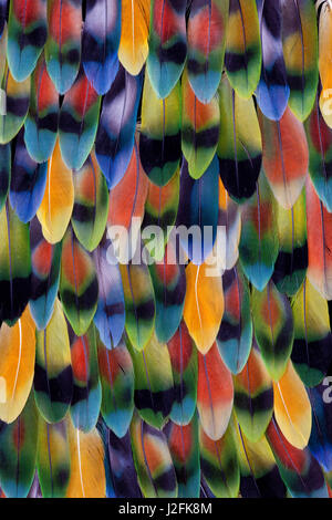 Lovebird tail feather pattern and design (Large format sizes available ...