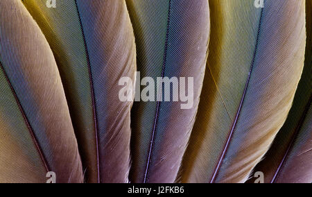 Buffon's Macaw feather design Stock Photo - Alamy