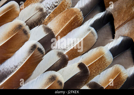 Turkey wing feathers fanned out Stock Photo - Alamy