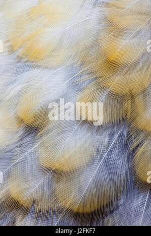 Golden Tones of Varied Thrush feathers Stock Photo - Alamy