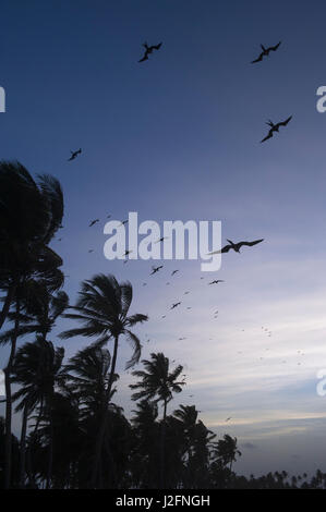 Coconut Palm (Cocos nucifera) and Magnificent Frigatebird (Fregata ...