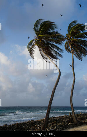 Coconut Palm (Cocos nucifera) and Magnificent Frigatebird (Fregata ...