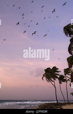 Coconut Palm (Cocos nucifera) and Magnificent Frigatebird (Fregata ...