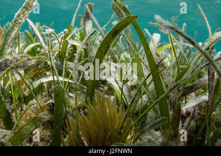 Turtle Sea Grass (Thalassia testudinum) in Southwest Caye, Belize Stock ...