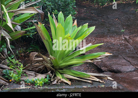 Giant tank bromeliad (Brocchinia micrantha) with human on-looker for ...
