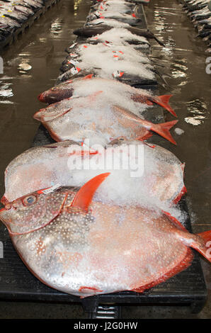 USA, Hawaii, Oahu, Honolulu. Opah or Moonfish at Honolulu Fish Auction ...