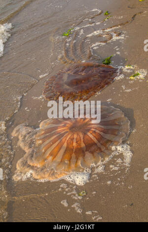 Chrysaora plocamia, jellyfish washed up on the beach at Paracas, Peru ...