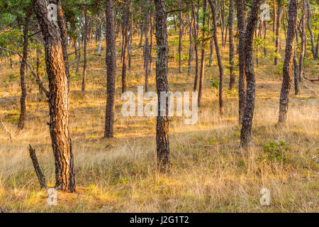 A pitch pine forest along the Great Island Trail in the Cape Cod ...