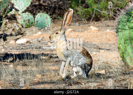An antelope jackrabbit (Lepus alleni) alert for danger Stock Photo - Alamy