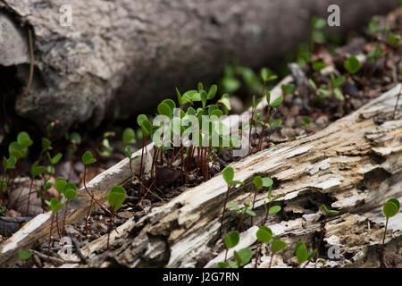 Sundari seedlings at the Sundarbans, the largest mangrove forest in the ...