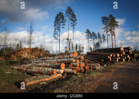 Deforestation cutted trees for construction in the forest Stock Photo ...