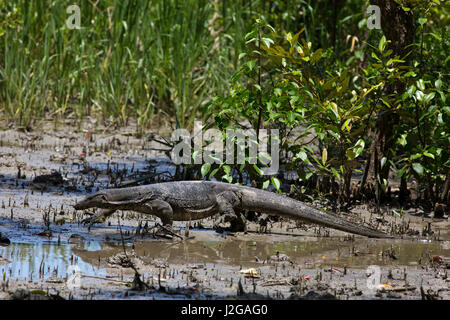Monitor Lizard at the Sundarbans, a UNESCO World Heritage Site and a ...