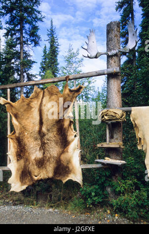 Moose hide stretched over wooden rack makes for easy scraping and ...