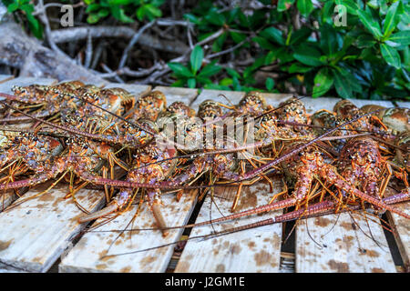 Fresh spiny lobster lined up on dock in the Florida Keys Stock Photo ...