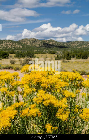 Landscape with chamisa shrub in bloom. Santa Fe, New Mexico, United ...