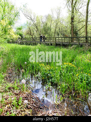 The elevated boardwalk at the Wolseley Centre, Staffordshire Wildlife ...