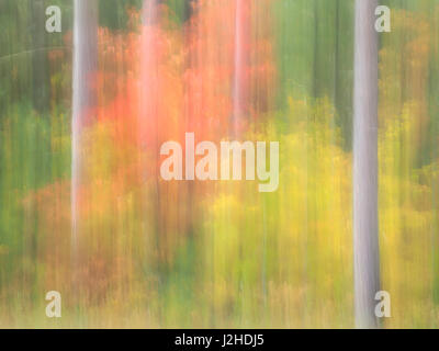 USA, Michigan, Upper Peninsula. A panned motion blur of autumn woodland ...