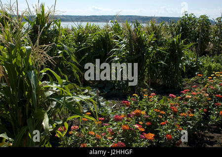 The Mandan, Hidatsa and Arikara Indians grew gardens in their village ...