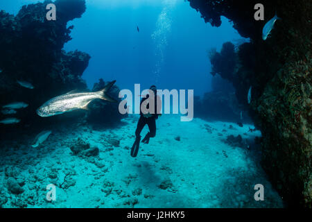 SCUBA diver and a large school of Tarpon Stock Photo - Alamy
