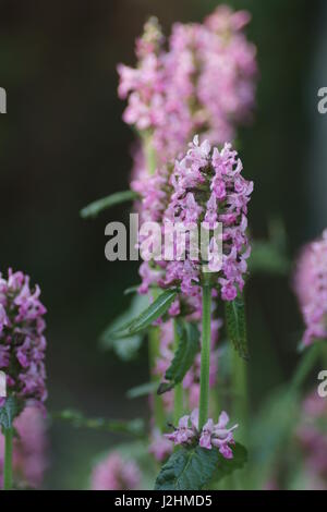 Stachys officinalis 'Rosea' Stock Photo - Alamy