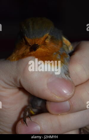 Sick Robin with broken wing Stock Photo - Alamy