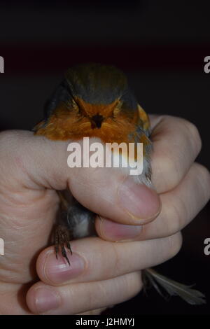 Sick Robin with broken wing Stock Photo - Alamy