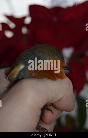 Sick Robin with broken wing Stock Photo - Alamy
