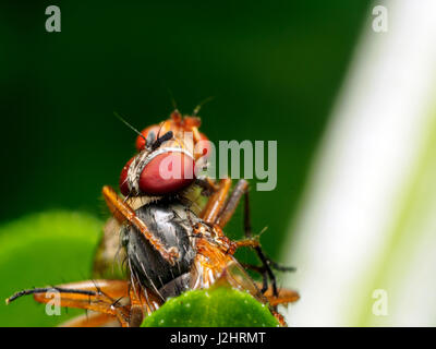 Two flies fighting (Musca domestica vs Scathophaga inquinata) - London ...