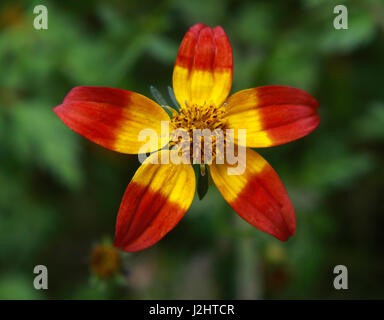 Hawaiian Flare Flower Stock Photo - Alamy