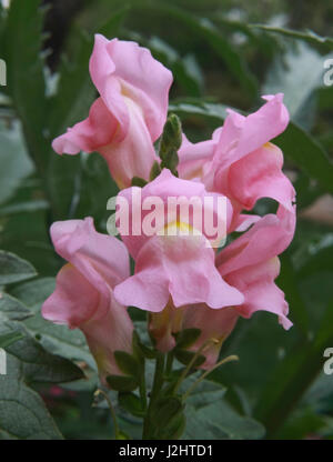 Snapdragon in light bulb Stock Photo - Alamy