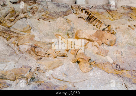 Fossil bone quarry at the Dinosaur National Monument at Vernal Utah ...
