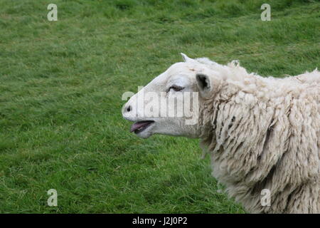 sheep bleating on a grass field near the back of another sheep Stock ...