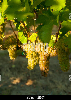 Usa, Washington State, Royal Slope. Viognier grapes from Stillwater ...