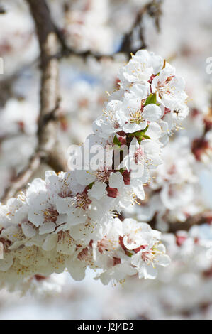 Close up blooming flowers of apricot tree concept photo. Blossom ...