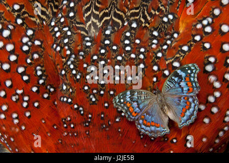 Gaudy Commodore Butterfly, Precis octavia, Nymphalidae Stock Photo ...