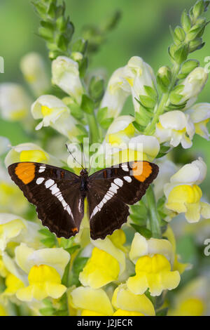 California Sister butterfly, Adelpha bradowii on Yellow and White ...