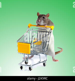 Rat with shopping cart on green background. concept for pet shop. rat ...