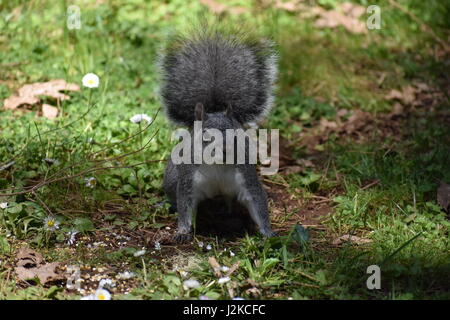 Western Grey Squirrel (Sciurus griseus) scavenging for seeds near snow ...
